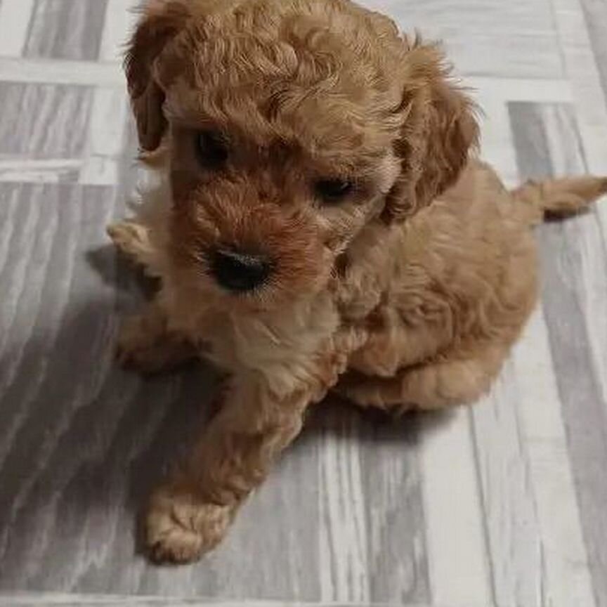 Той-пудель, щенок