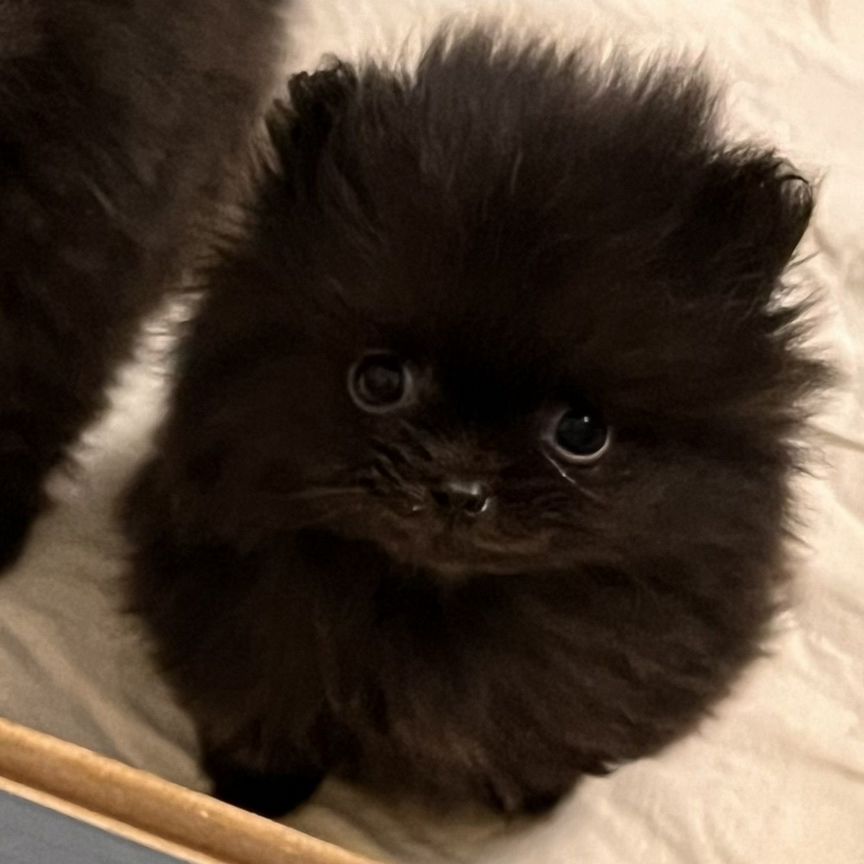 Померанский шпиц, щенок