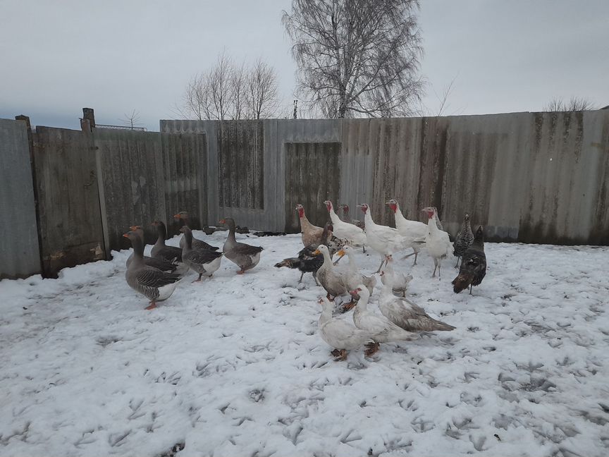 Гуси, утки и индюки