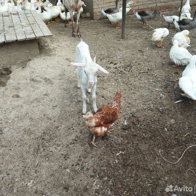 Козы обмен на поросят