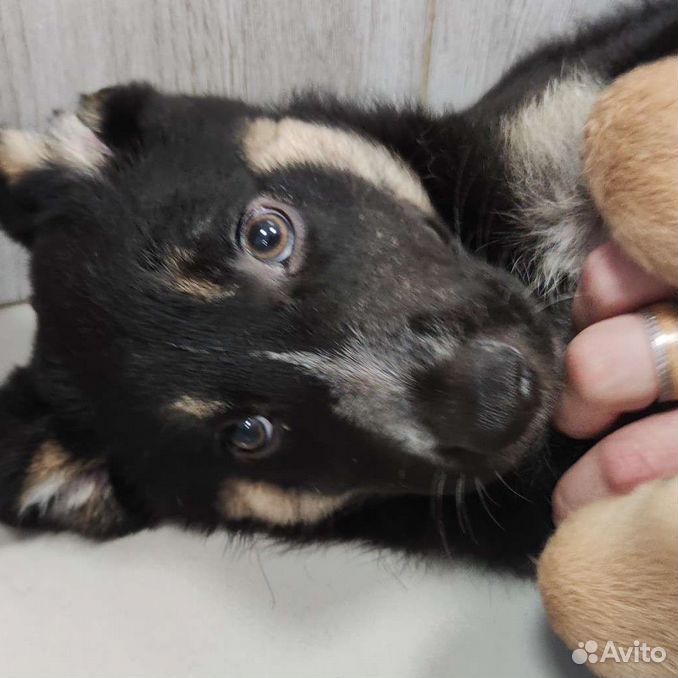 Щенок Смешнявкин. Милота с хвостиком