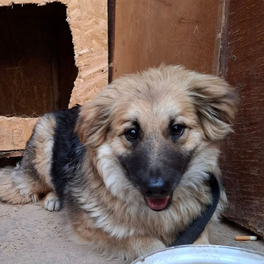 Красавица Лада ищет дом