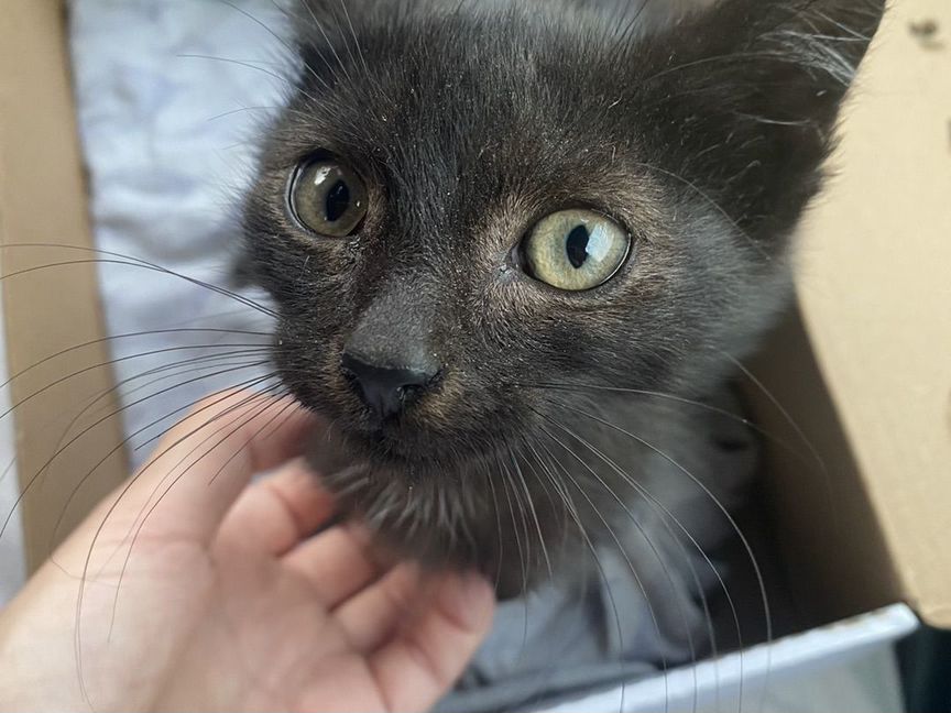 Отдам в хорошие руки котенка