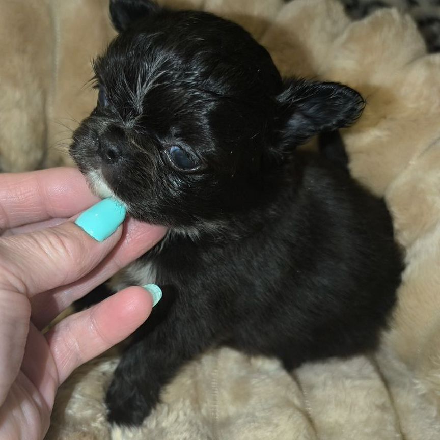 Чихуахуа, щенок