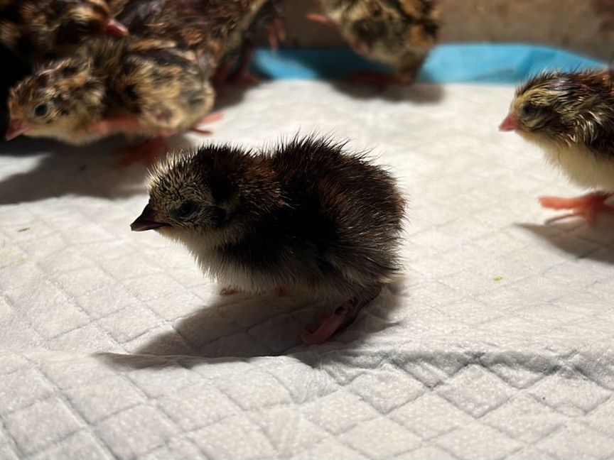 Перепелки селадон