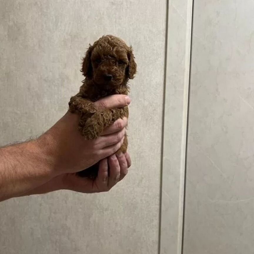 Мальчики и девочки