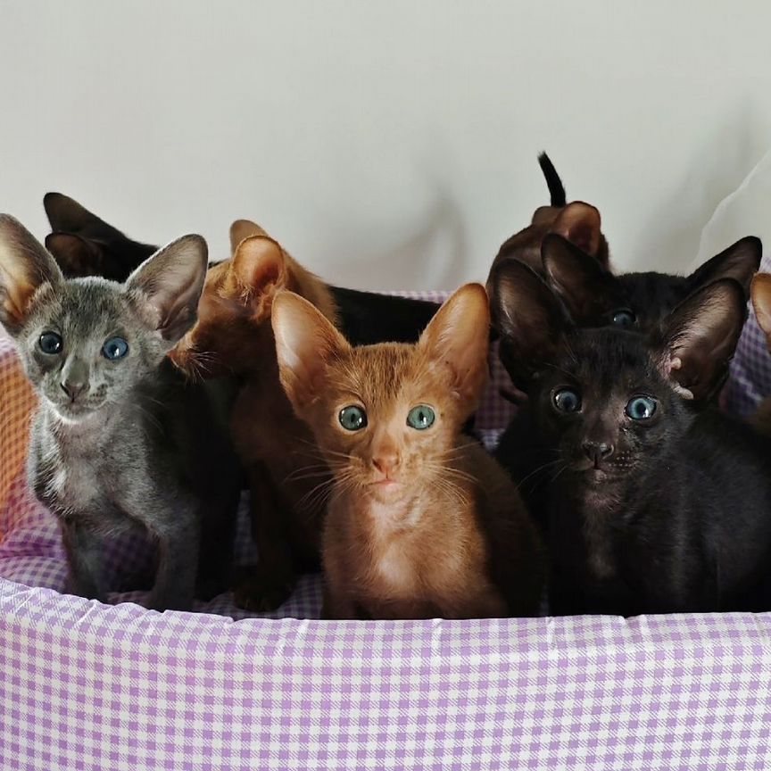 Ориентальный котёнок