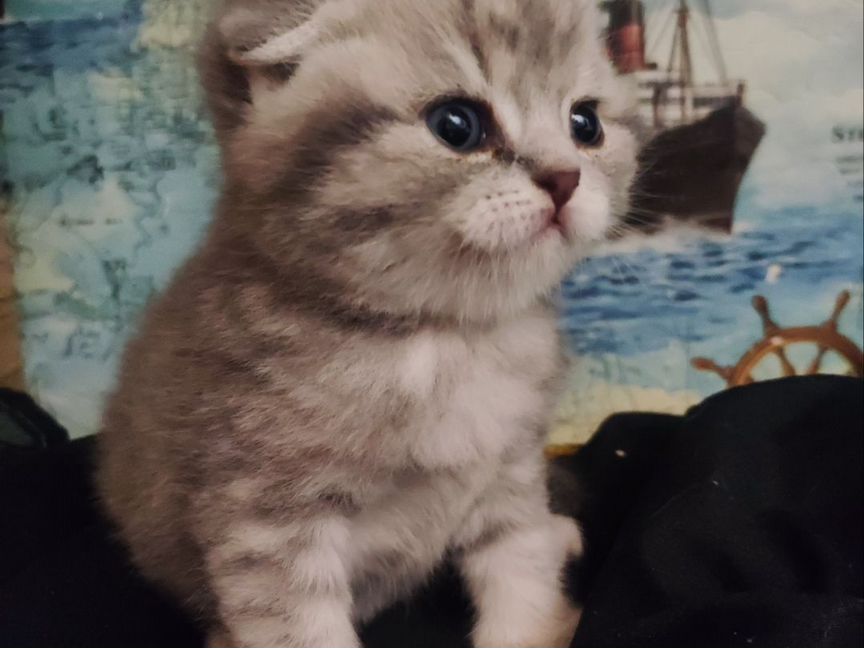 Шотландские вислоухие котята