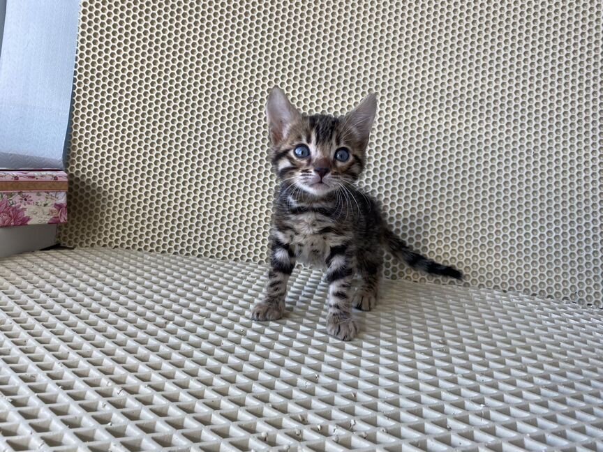 Бенгальские котята