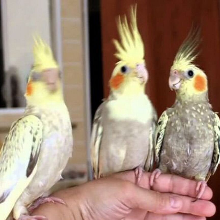 Кореллы птенцы
