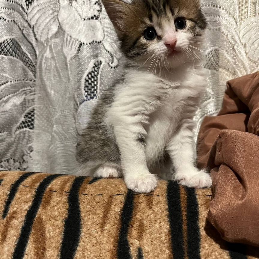 Коткнок в добрые руки