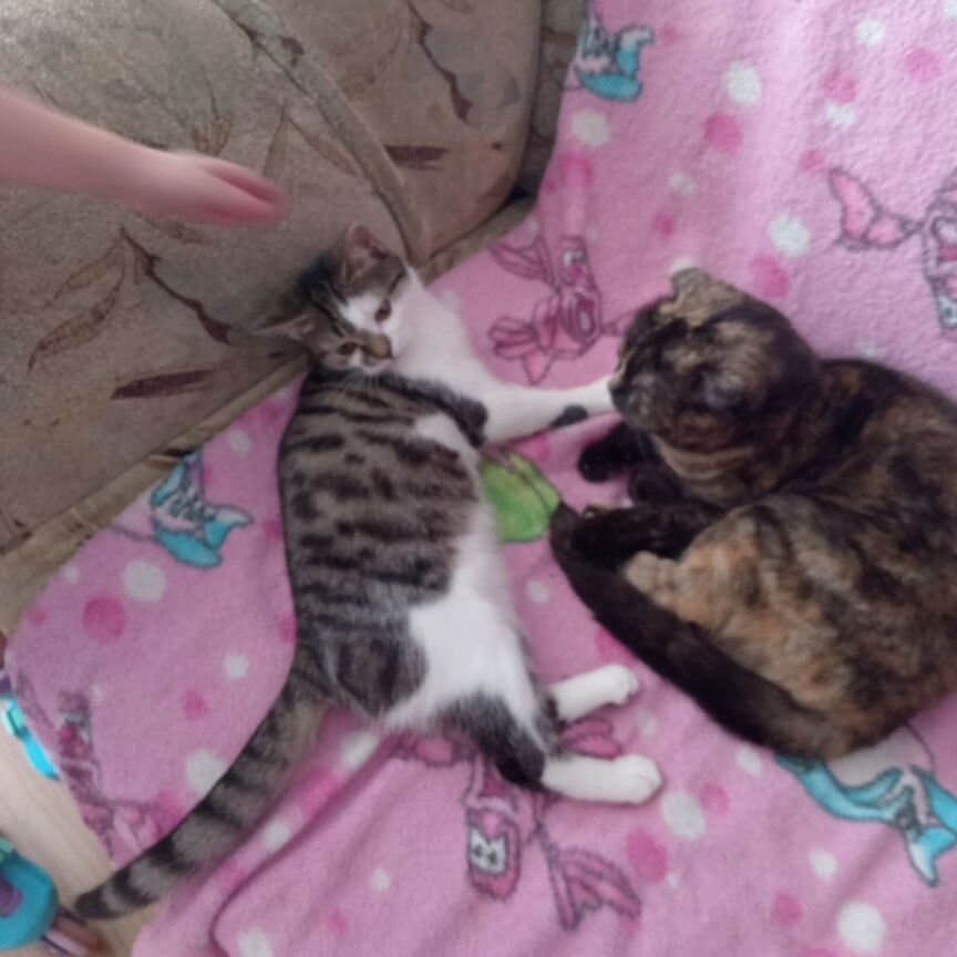 Шотландская