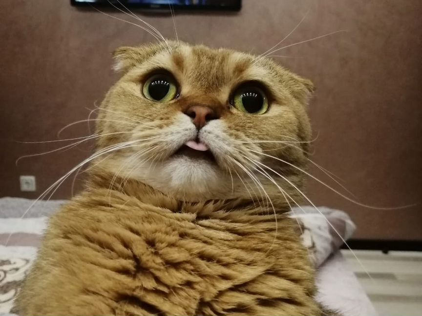 Тимоша кот