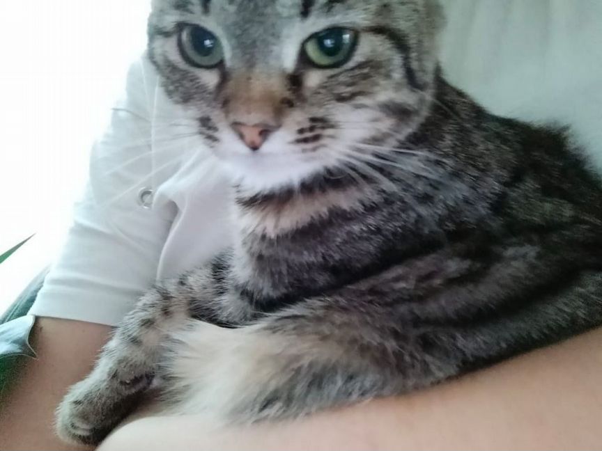 Котенок шпротик