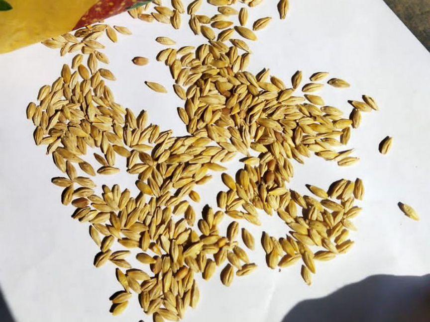 Закупка зерна