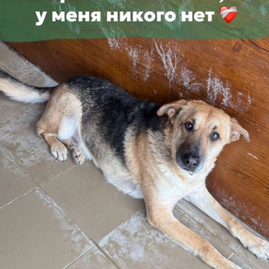 Взрослый пёс в добрые руки