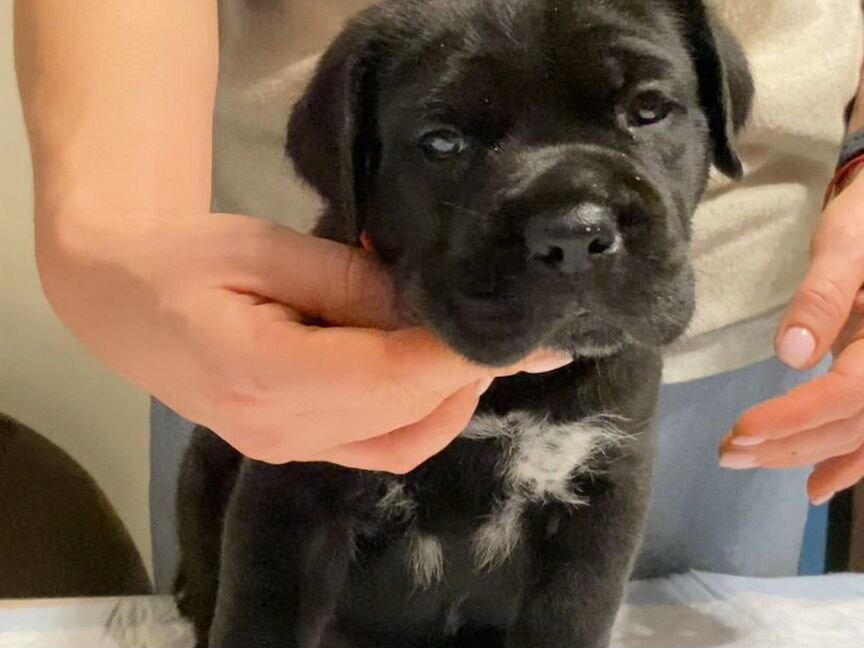 Кане Корсо - проф питомник