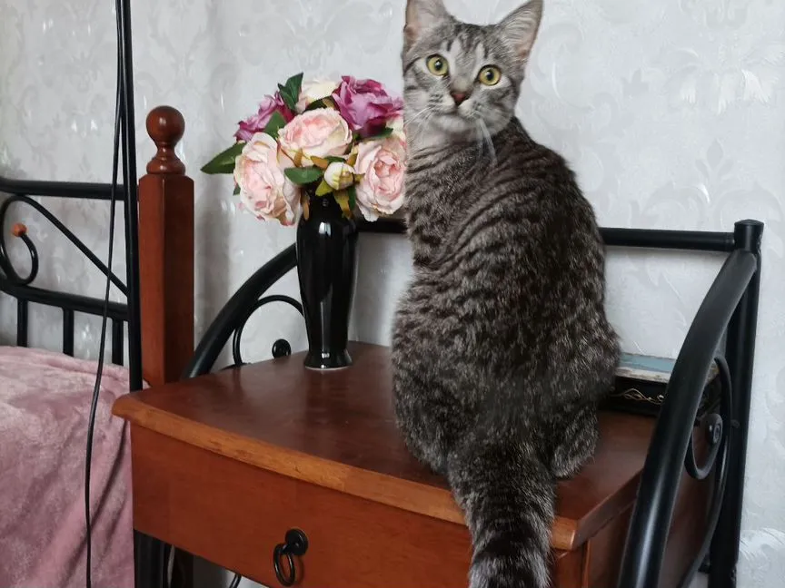 Котик подросток в добрые руки