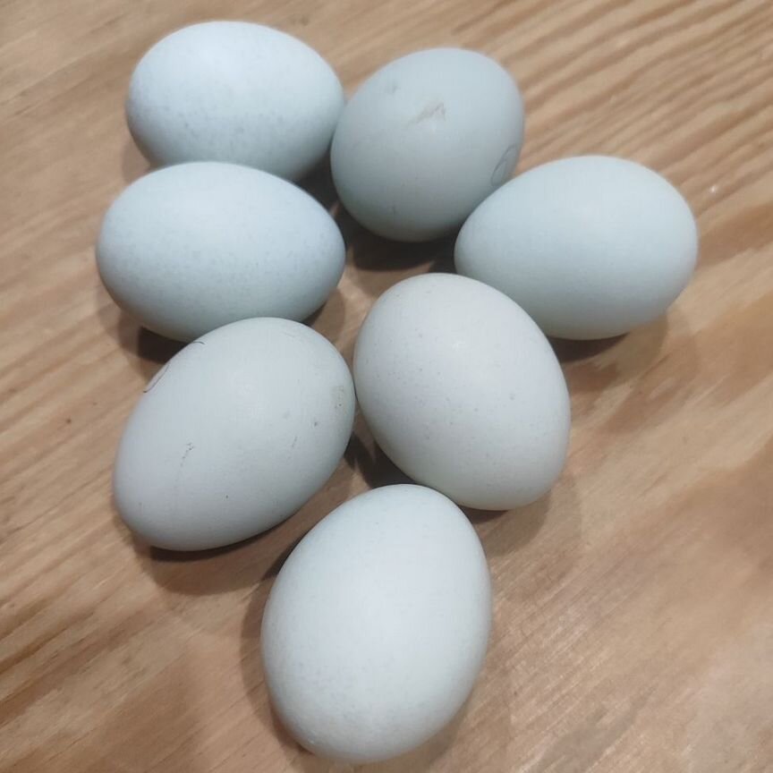 Яйца инкубационное кур Уханьилюй