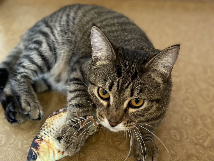 Кот в добрые руки