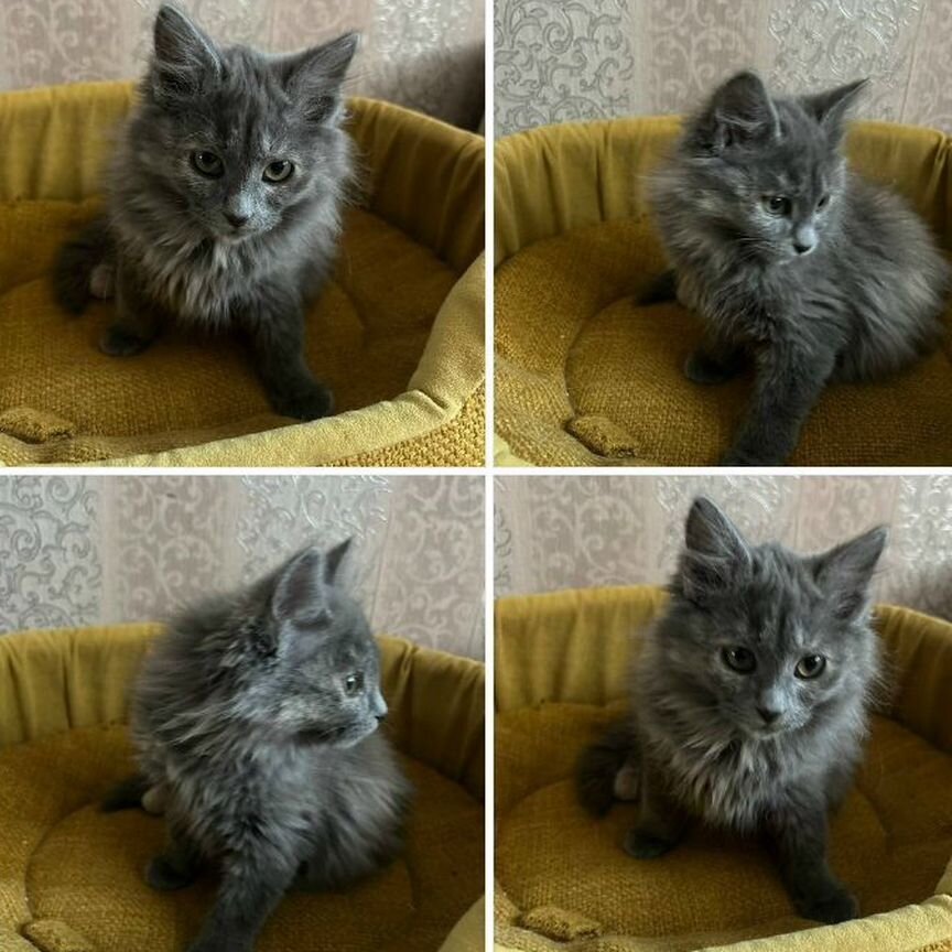 Котёнок в добрые руки