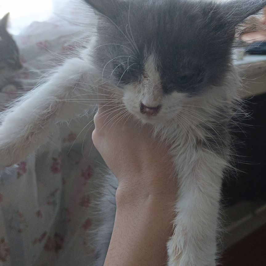 Котята в добрые руки мальчик