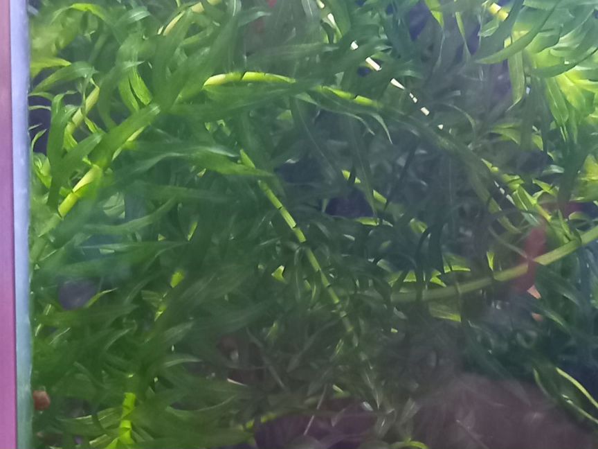 Прополка аквариумных растений