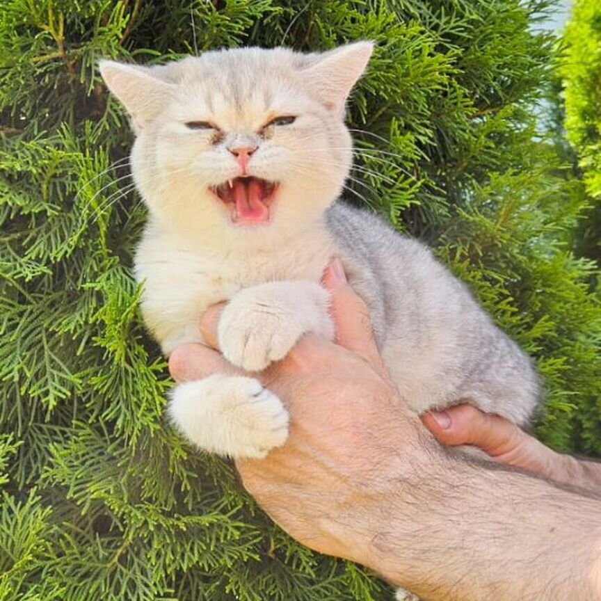 Котята 4 месяца