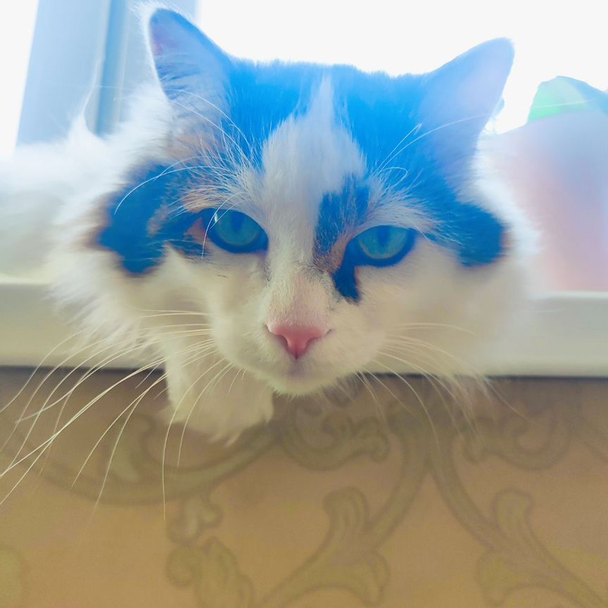 Кот в дар бесплатно