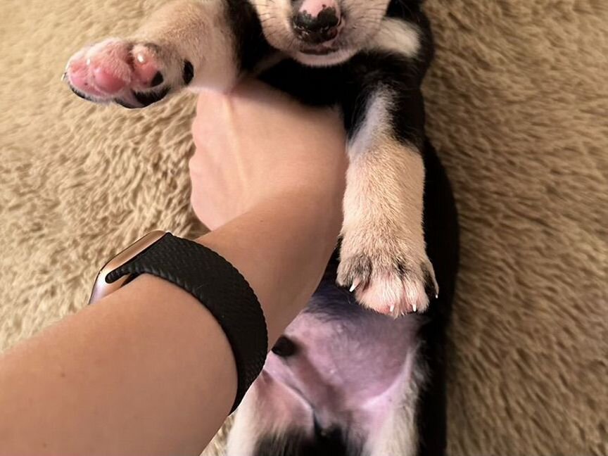 Щенки ищут заботливую семью