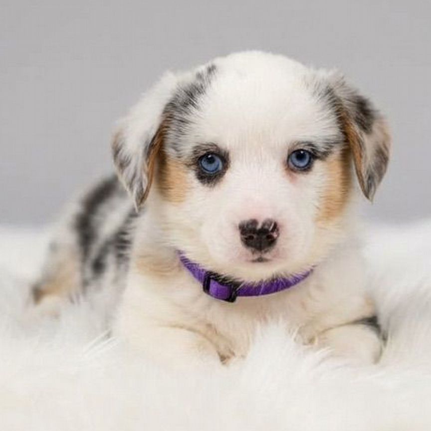 Вельш Корги Кардиган, щенок