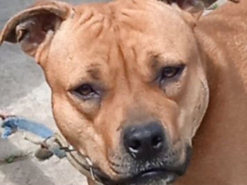 Пристраиваю Суку стаффа 4 года