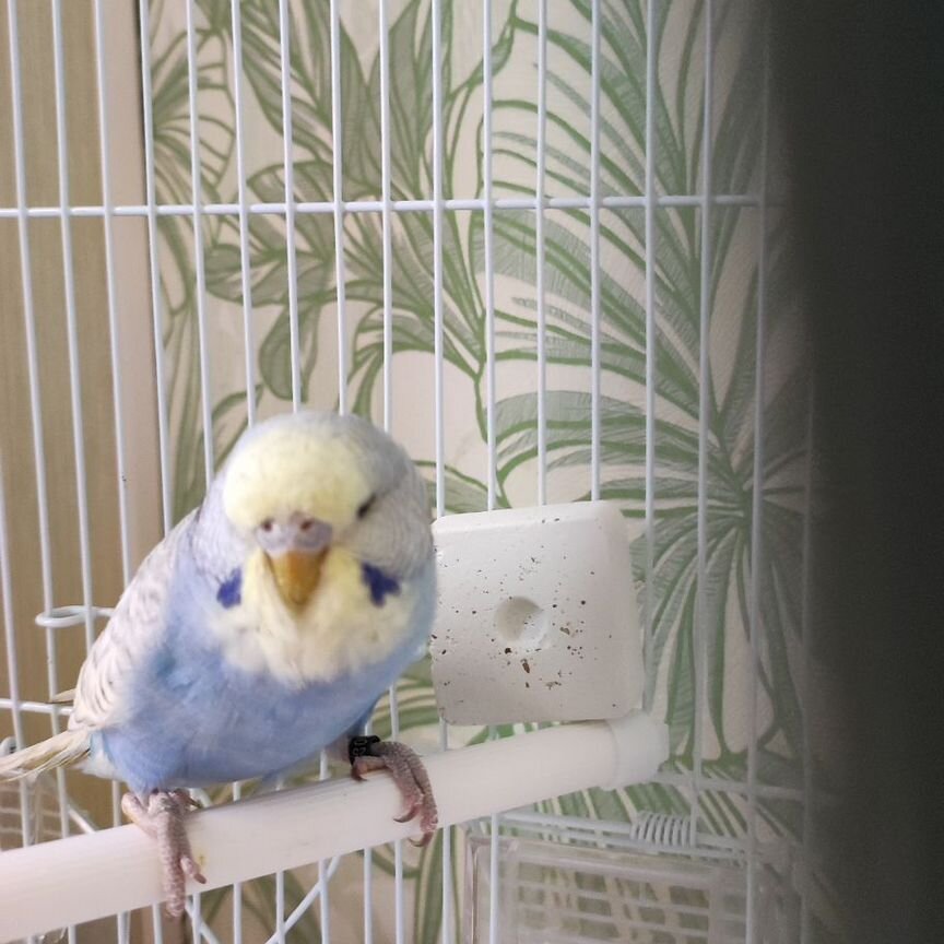 Попугай чех птенец самка
