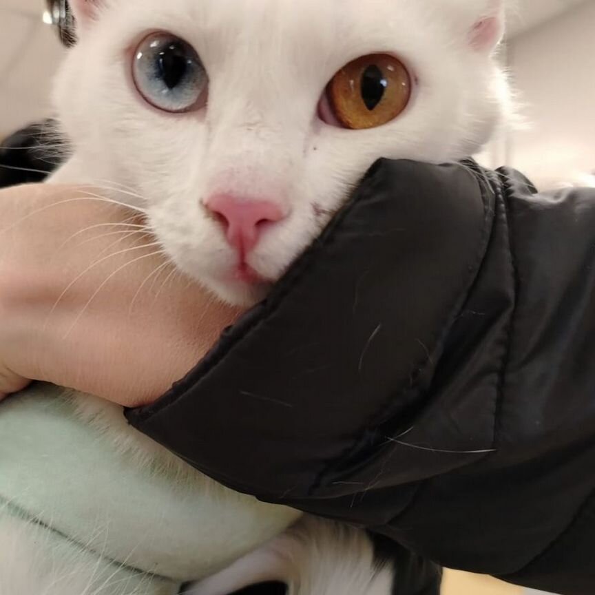 Взрослая, кошка в добрые руки