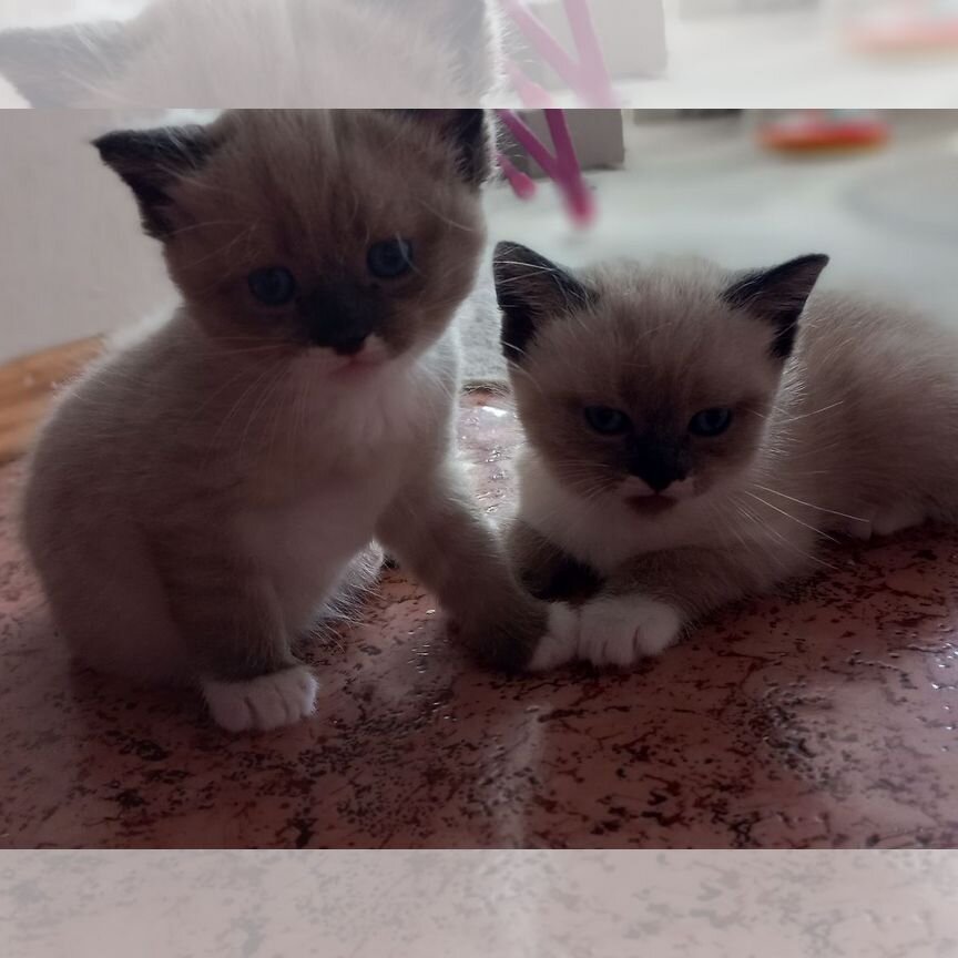 Отдам котенка в добрые руки