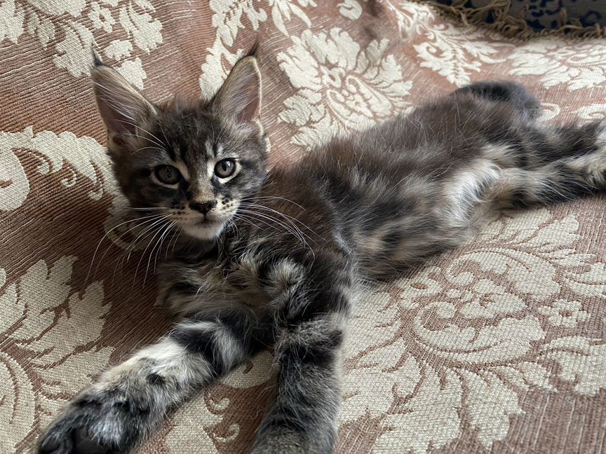 Котята мейн-кун