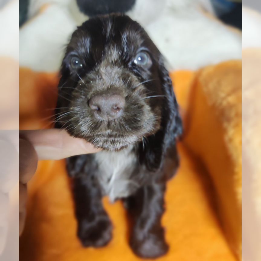 Английский кокер-спаниель, щенок