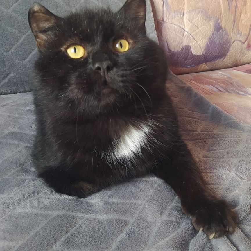 Котик кастрированный