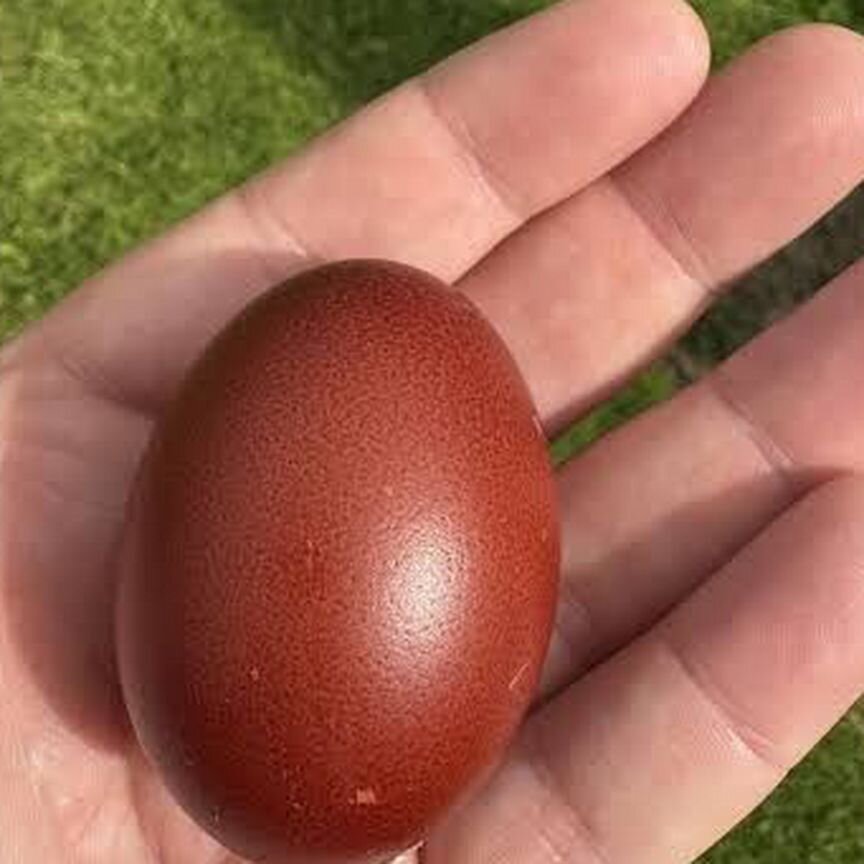 Маран инкубационное яйцо