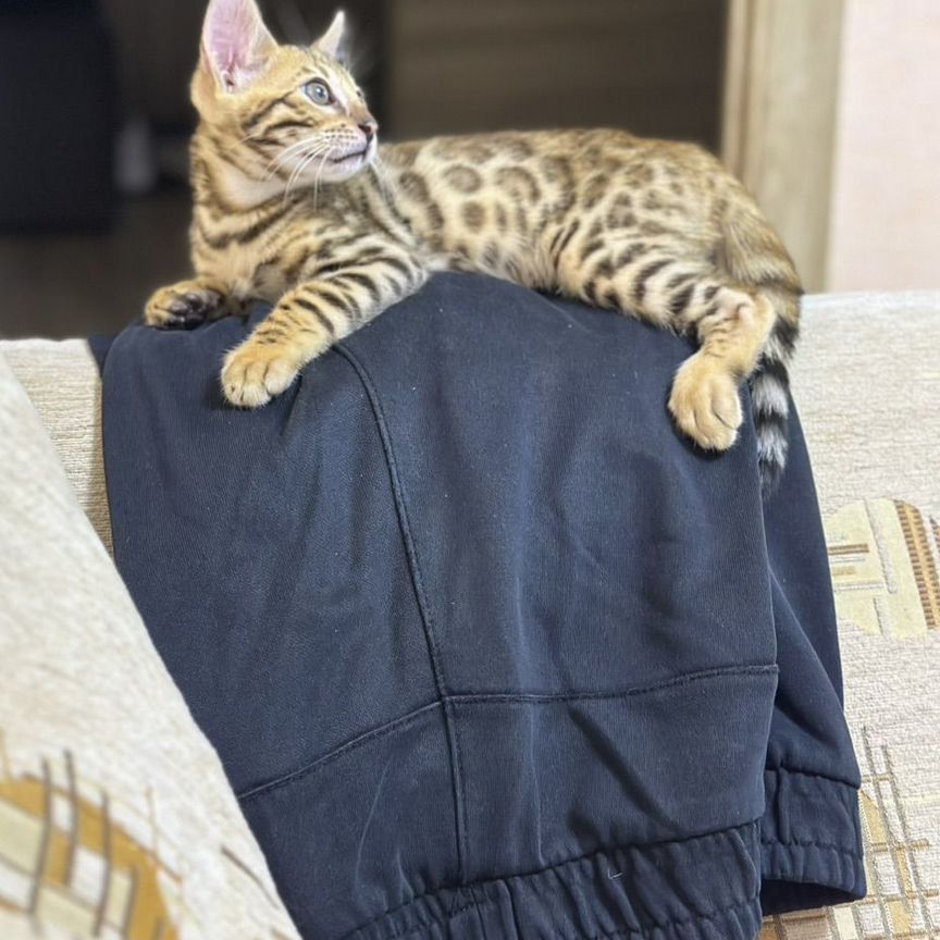Бенгальские котята
