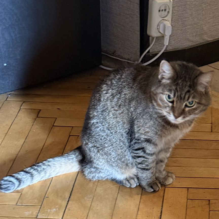 Взрослая, кошка в добрые руки