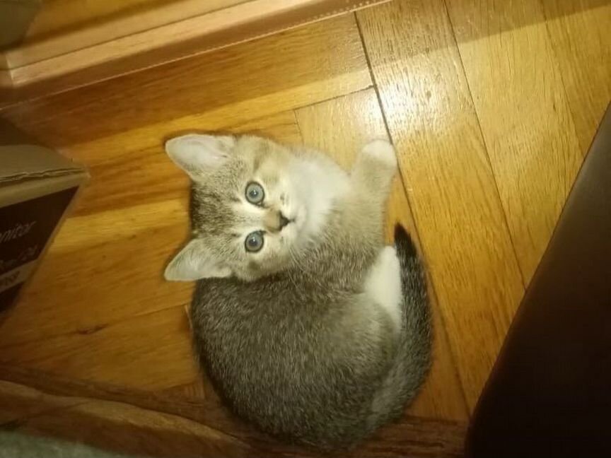 Котята золотая шиншилла бесплатно