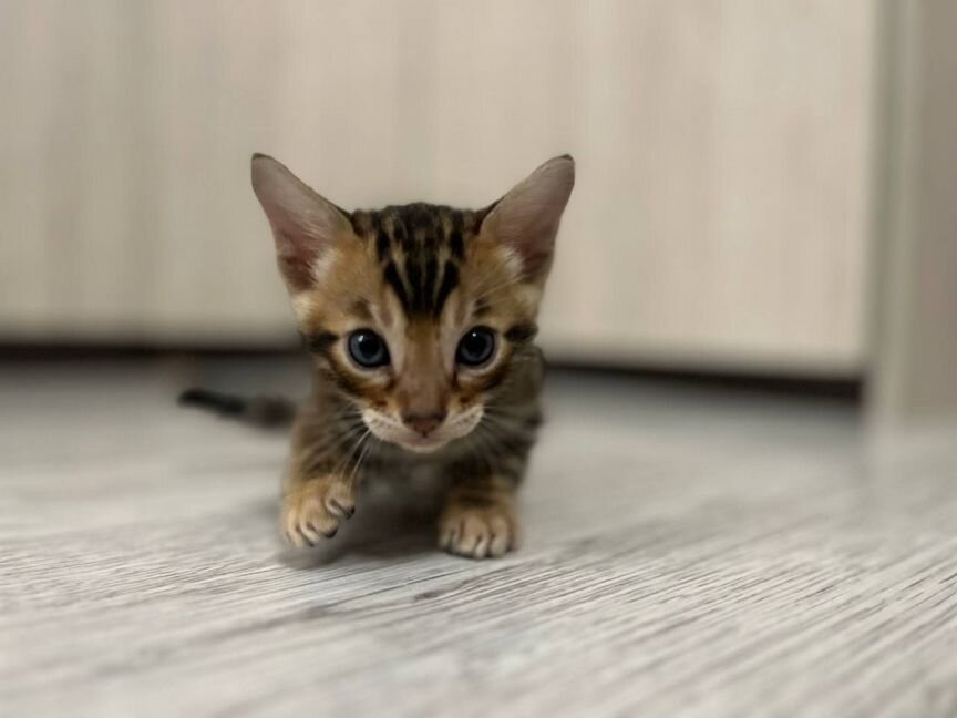 Бенгальские котята с документами