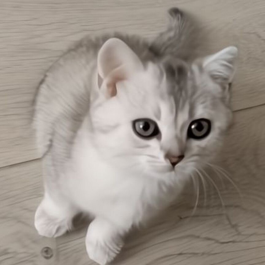 Британский короткошёрстный котёнок
