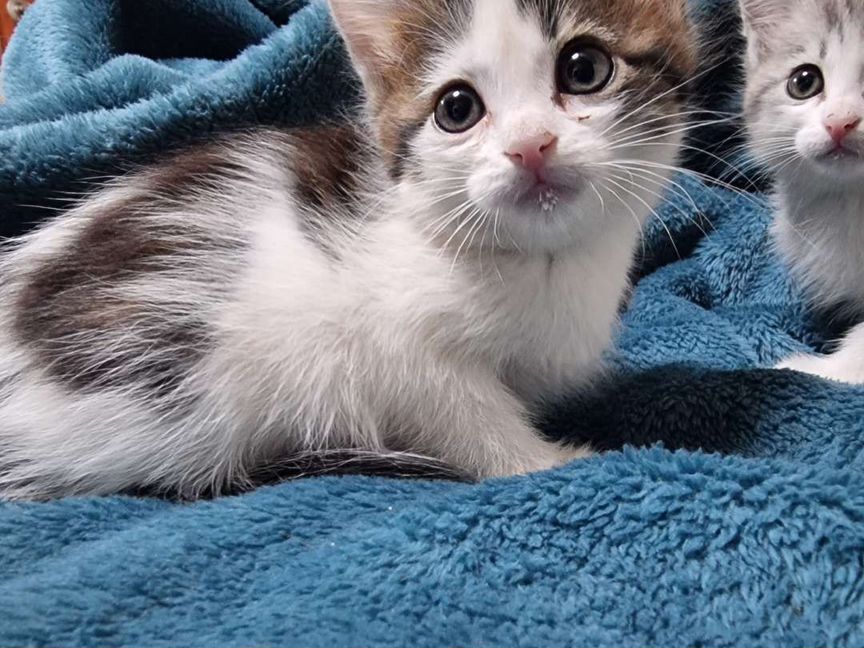 Котята ищут дом