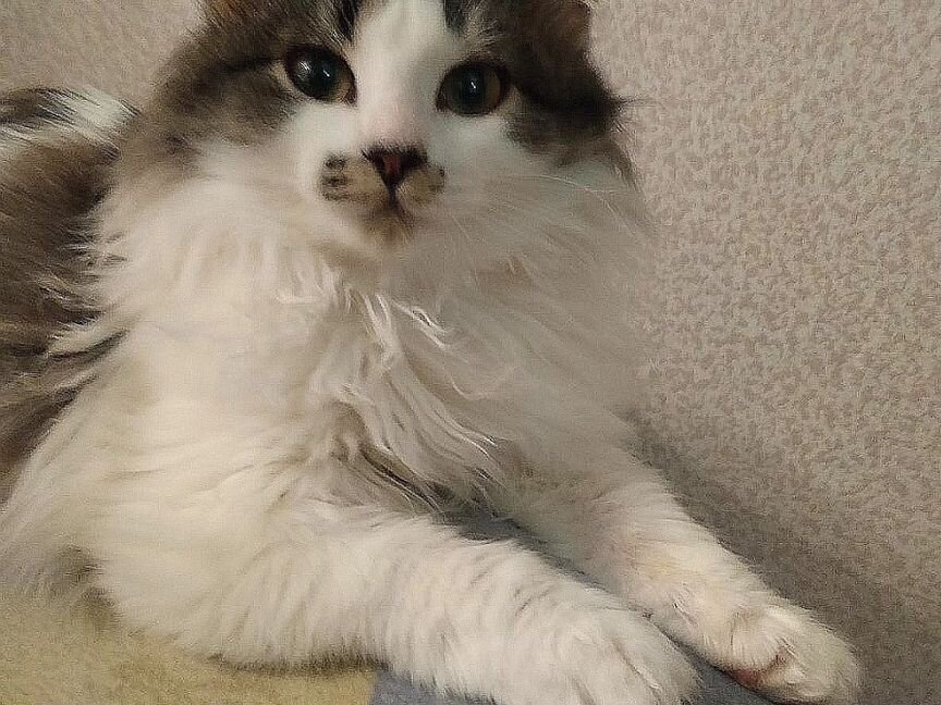 Кошка в дар бесплатно