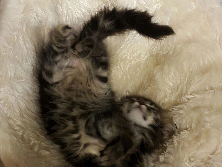 Сибирские котята