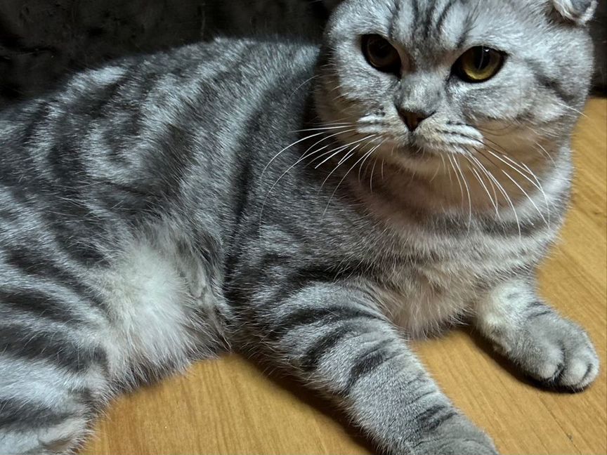 Шотландский вислоухий кот вязка