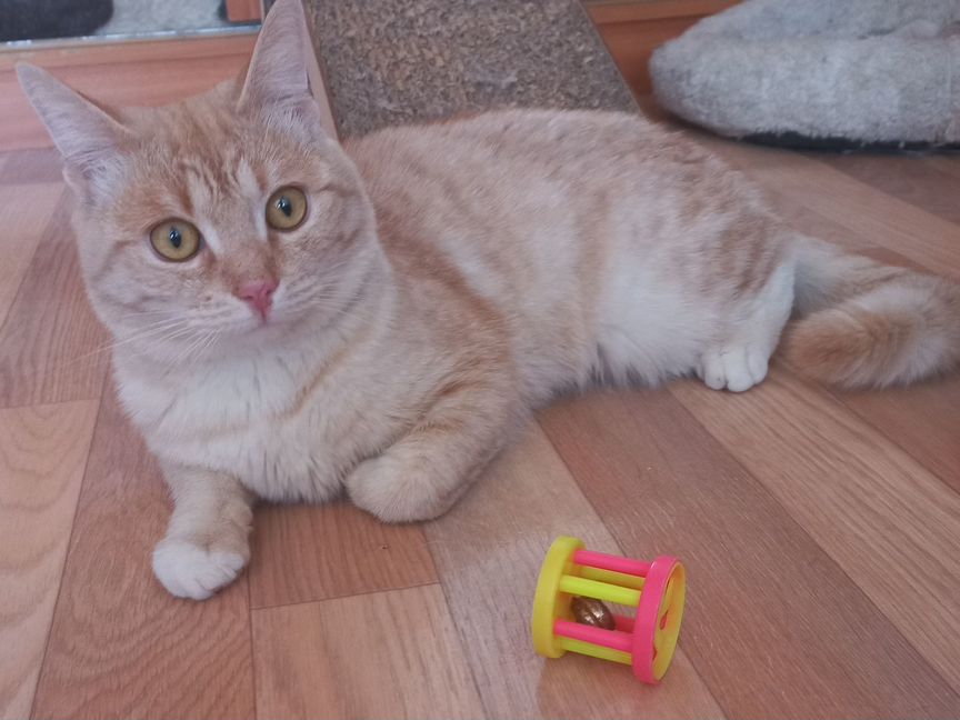 Котик кастрированный