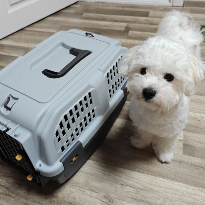 Переноска для собак